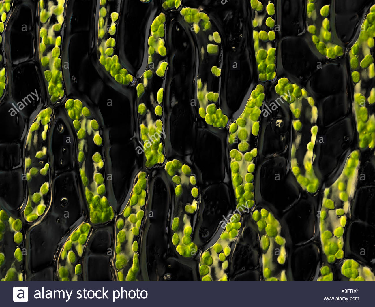 Chloroplasts Cells Stock Photos & Chloroplasts Cells Stock Images - Alamy