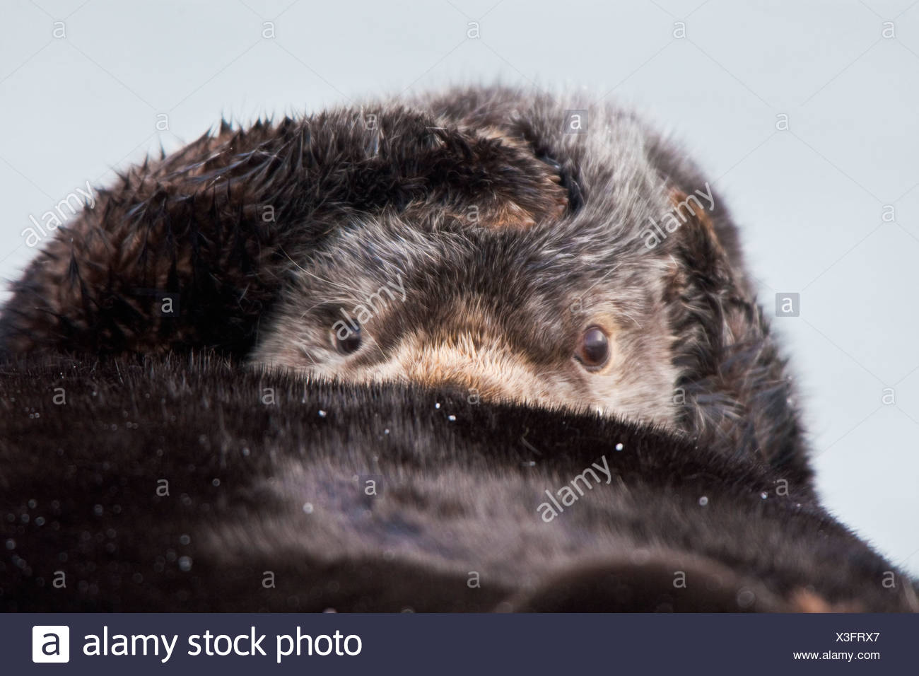Otter Paw High Resolution Stock Photography and Images - Alamy