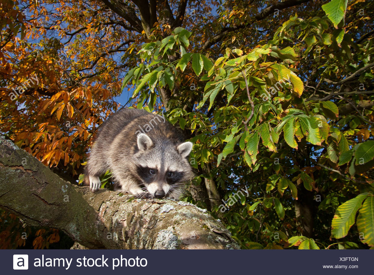 Raccoon In Tree Stock Photos & Raccoon In Tree Stock Images - Alamy