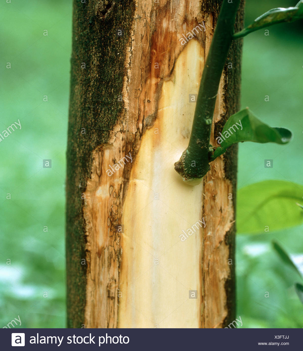 Phoma High Resolution Stock Photography and Images - Alamy