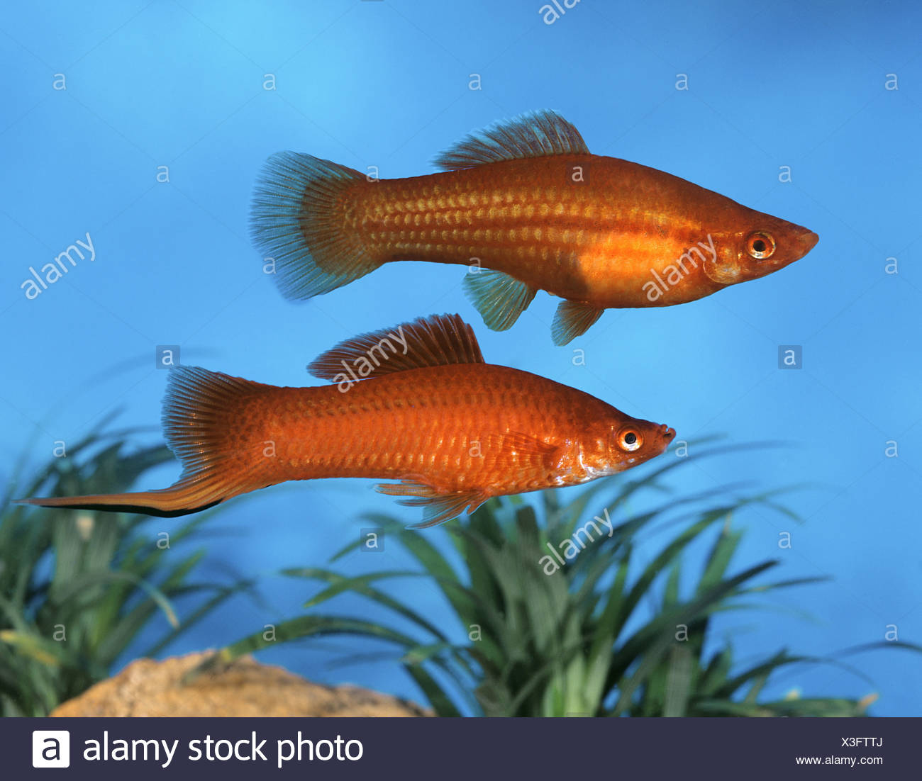 Swordtails High Resolution Stock Photography and Images - Alamy