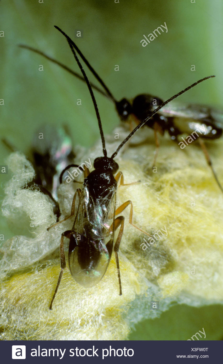 Apantales High Resolution Stock Photography and Images - Alamy