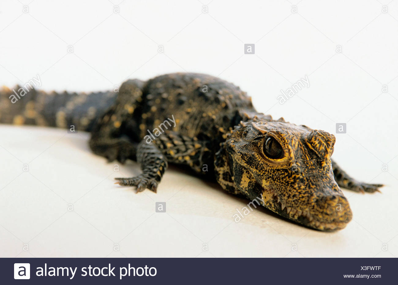 Osteolaemus High Resolution Stock Photography and Images - Alamy