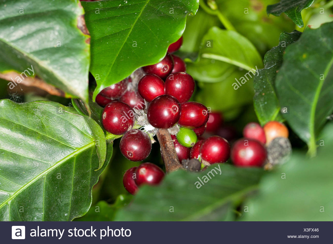 Arabian Coffee Tree Coffea Arabica Stock Photos & Arabian Coffee Tree ...