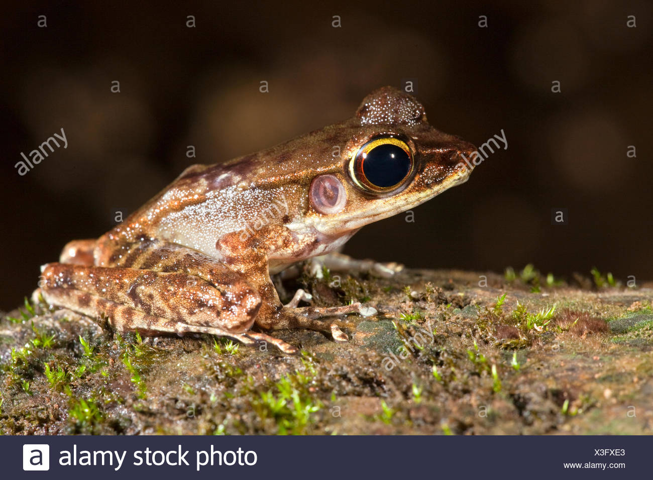 Torrent Frog Stock Photos & Torrent Frog Stock Images - Alamy