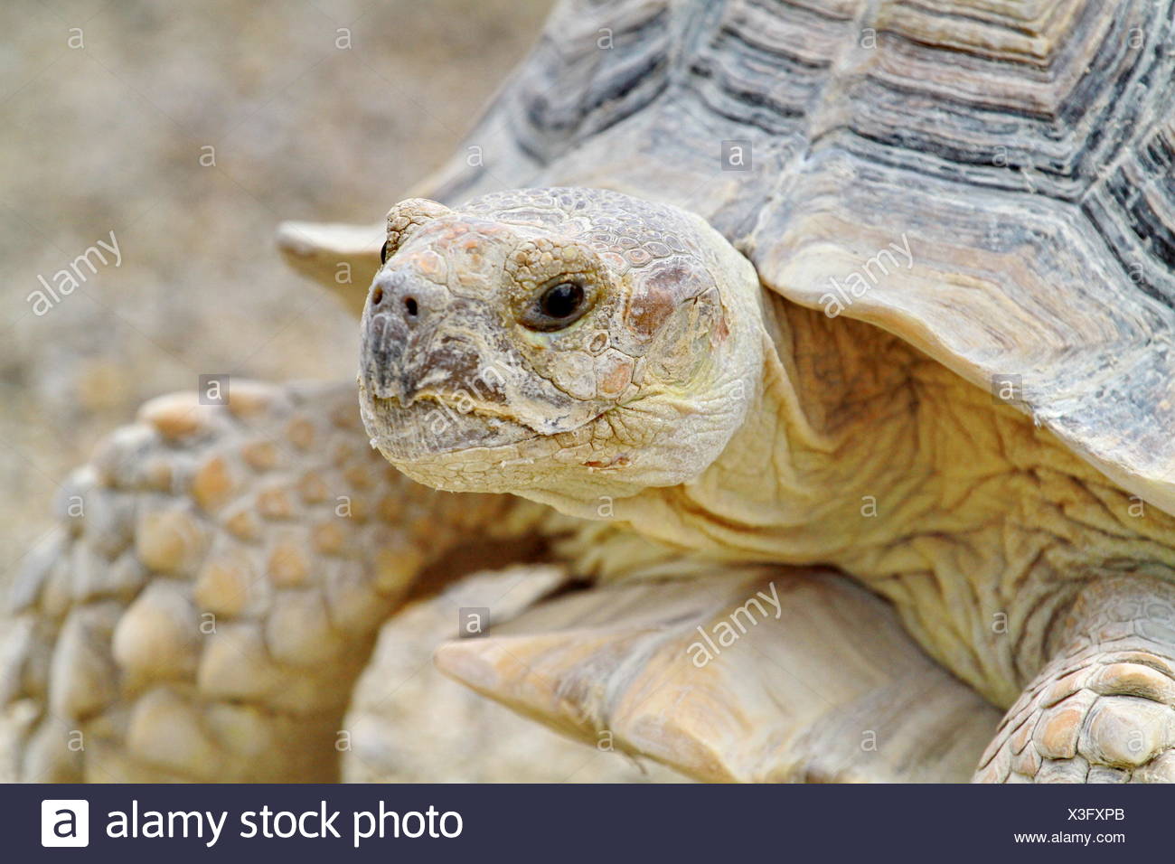 Turtoise Stock Photos & Turtoise Stock Images - Alamy