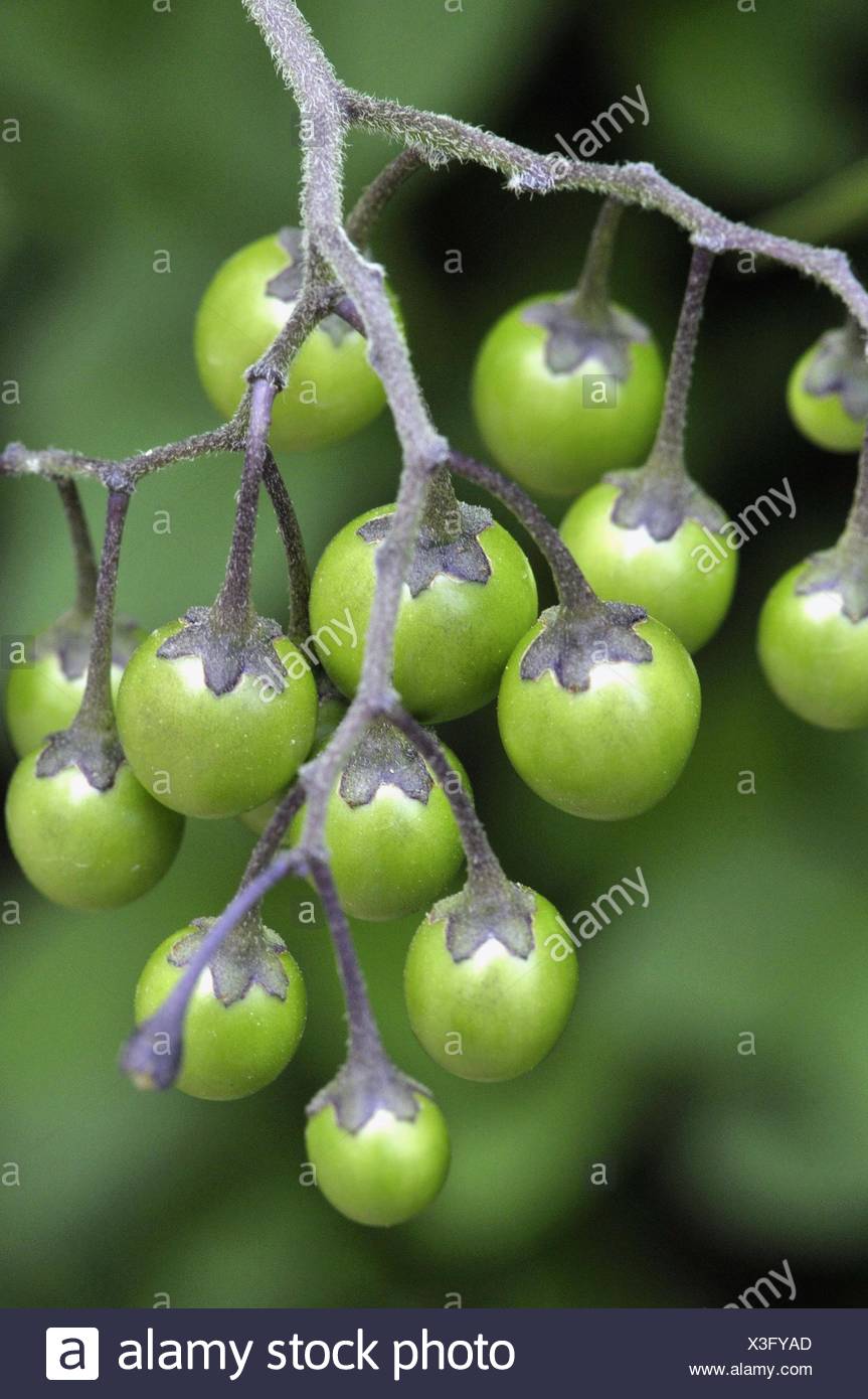 Solanum Nigrum Black Nightshade High Resolution Stock Photography and ...