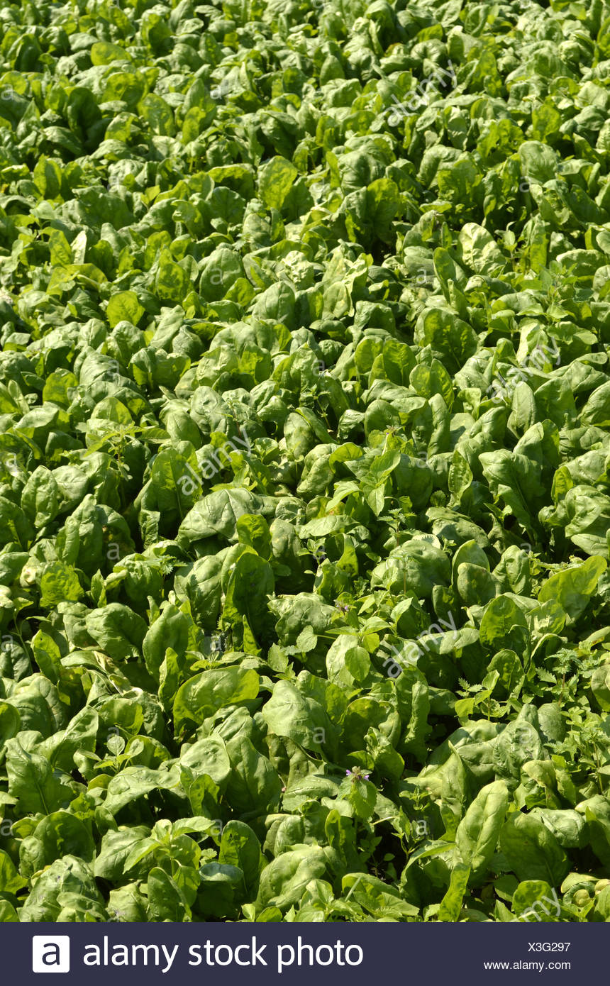 Spinach Field High Resolution Stock Photography and Images - Alamy