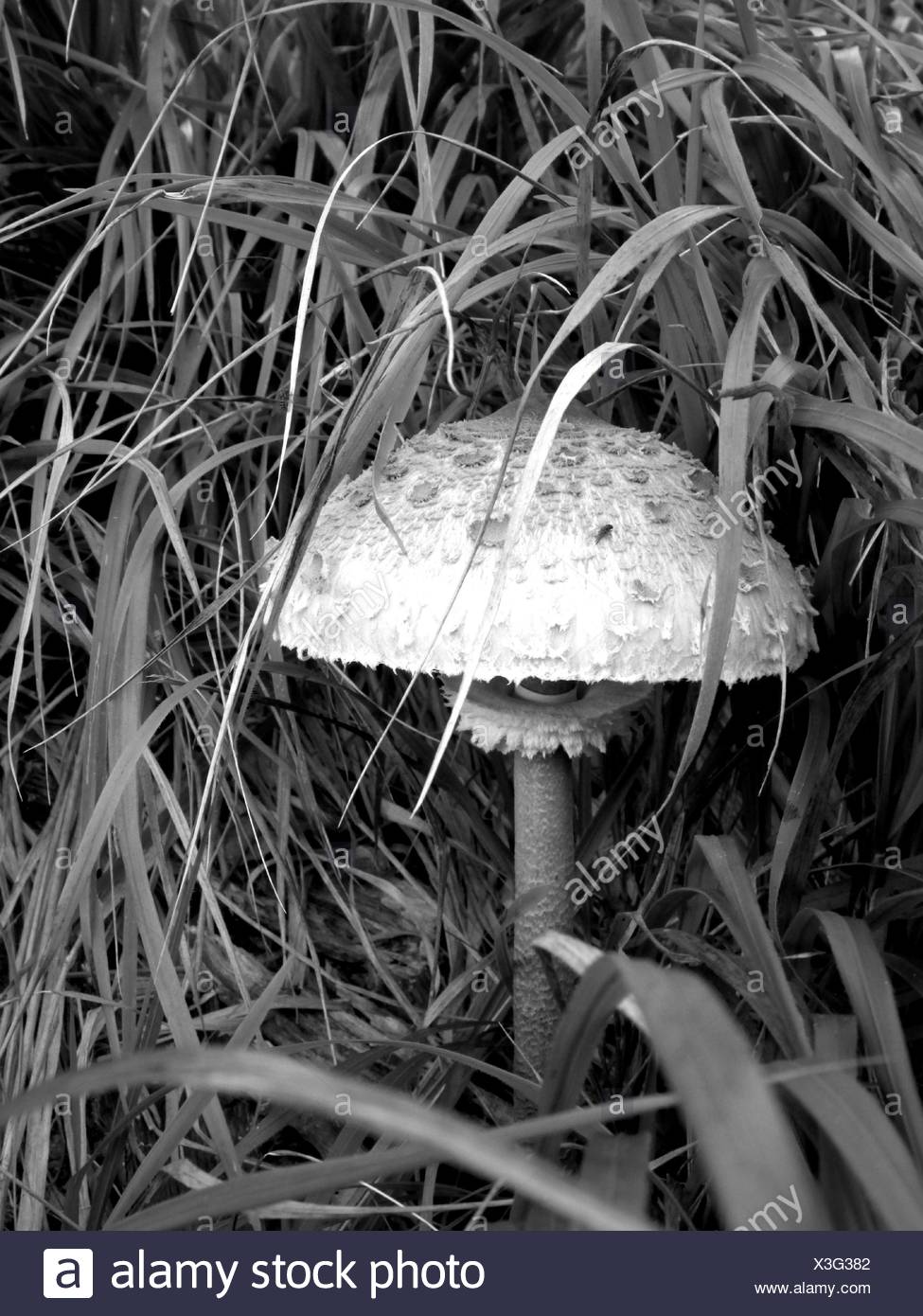 Toadstool Black and White Stock Photos & Images - Alamy