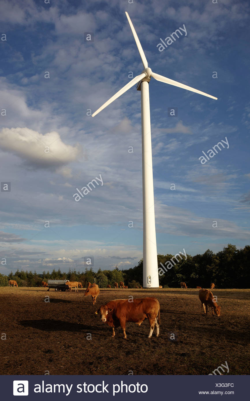 Wind Turbine Cattle High Resolution Stock Photography and Images - Alamy