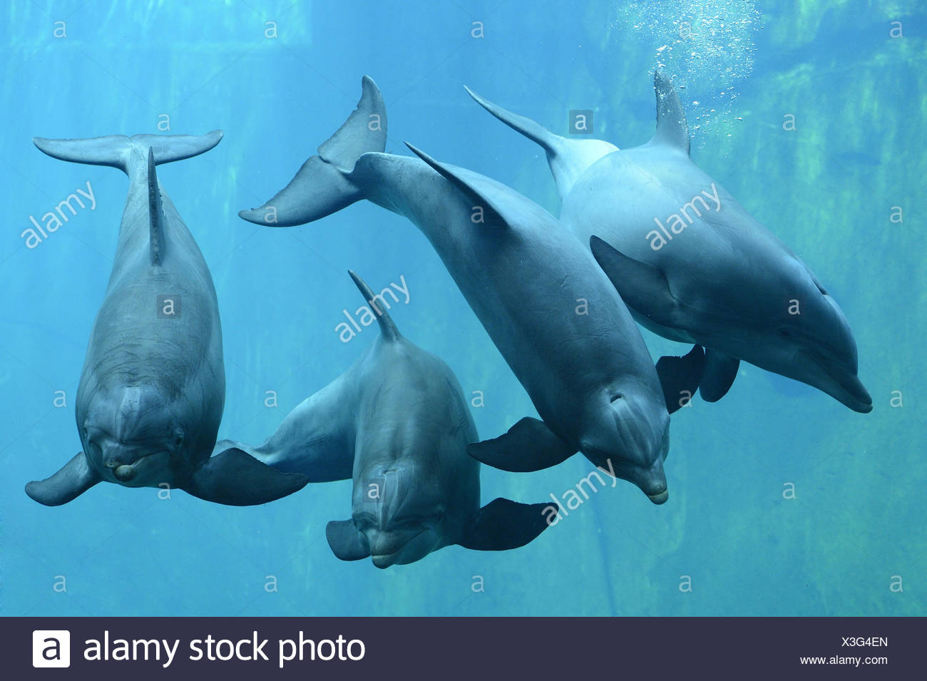 Common Bottlenose Dolphins High Resolution Stock Photography and Images - Alamy