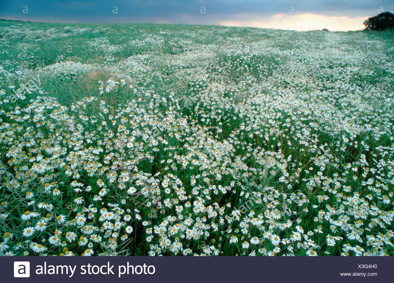 Matricaria Inodora High Resolution Stock Photography and Images - Alamy
