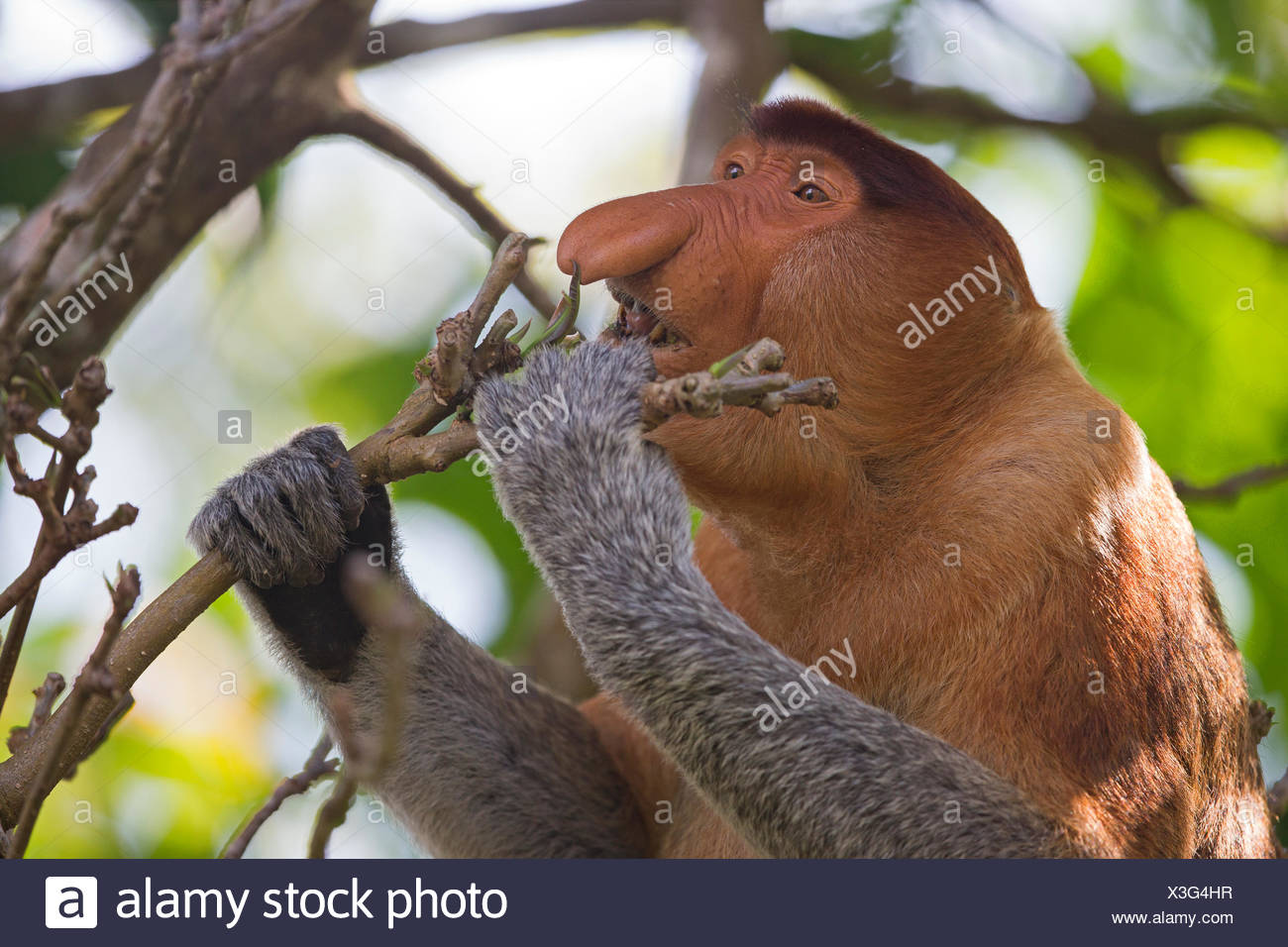 Proboscis Monkey Stock Photos & Proboscis Monkey Stock Images - Alamy