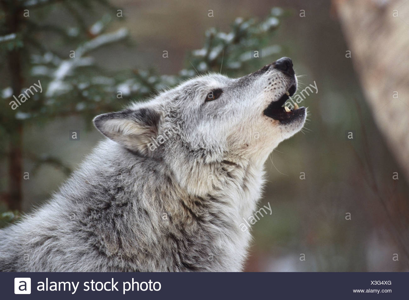 Howling Wolf High Resolution Stock Photography and Images - Alamy