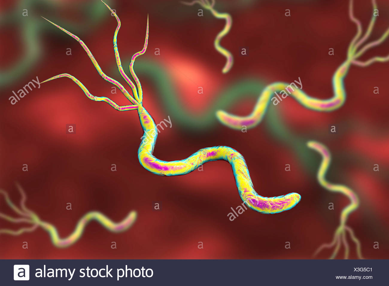 H Pylori Stock Photos & H Pylori Stock Images - Alamy