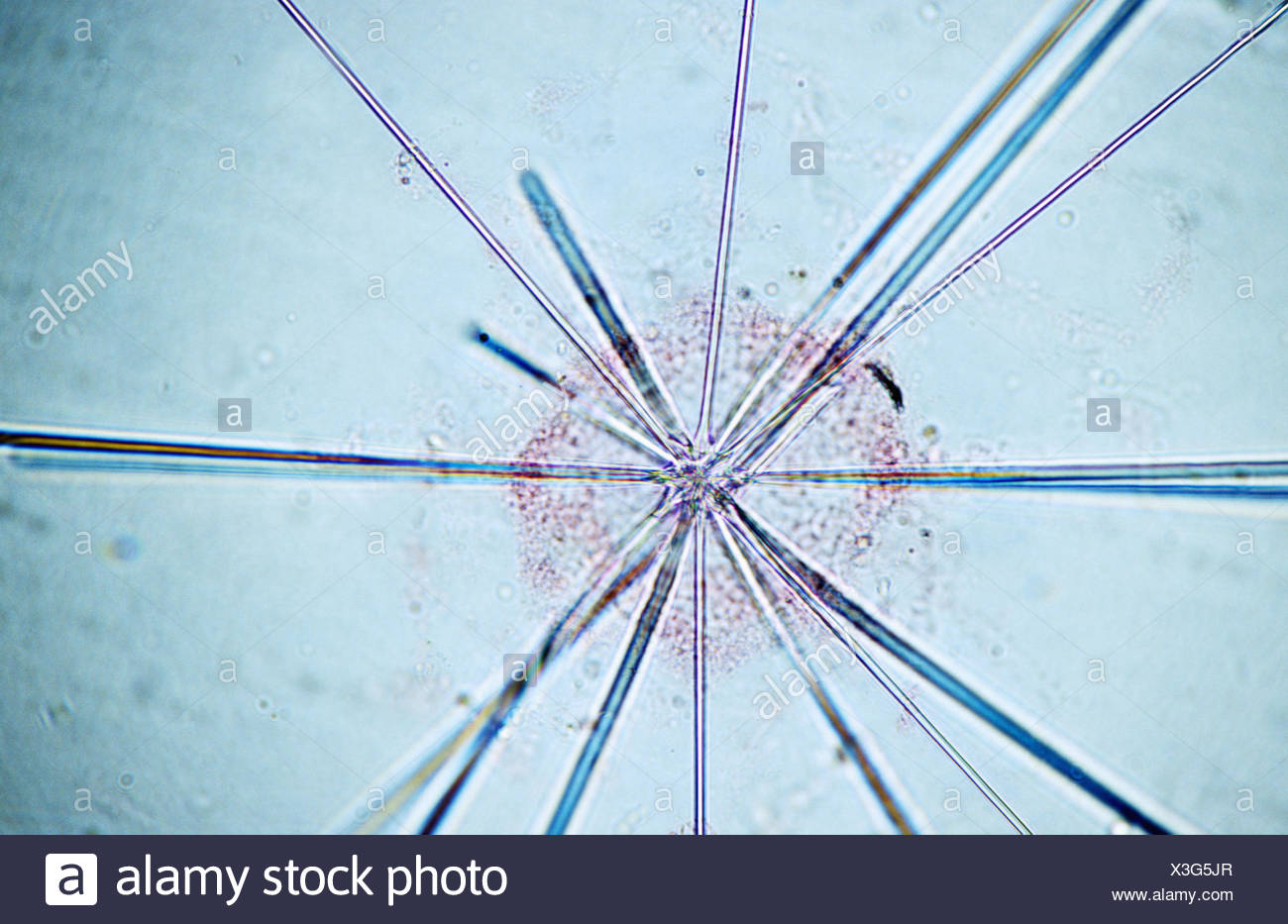 Acanthometron High Resolution Stock Photography and Images - Alamy