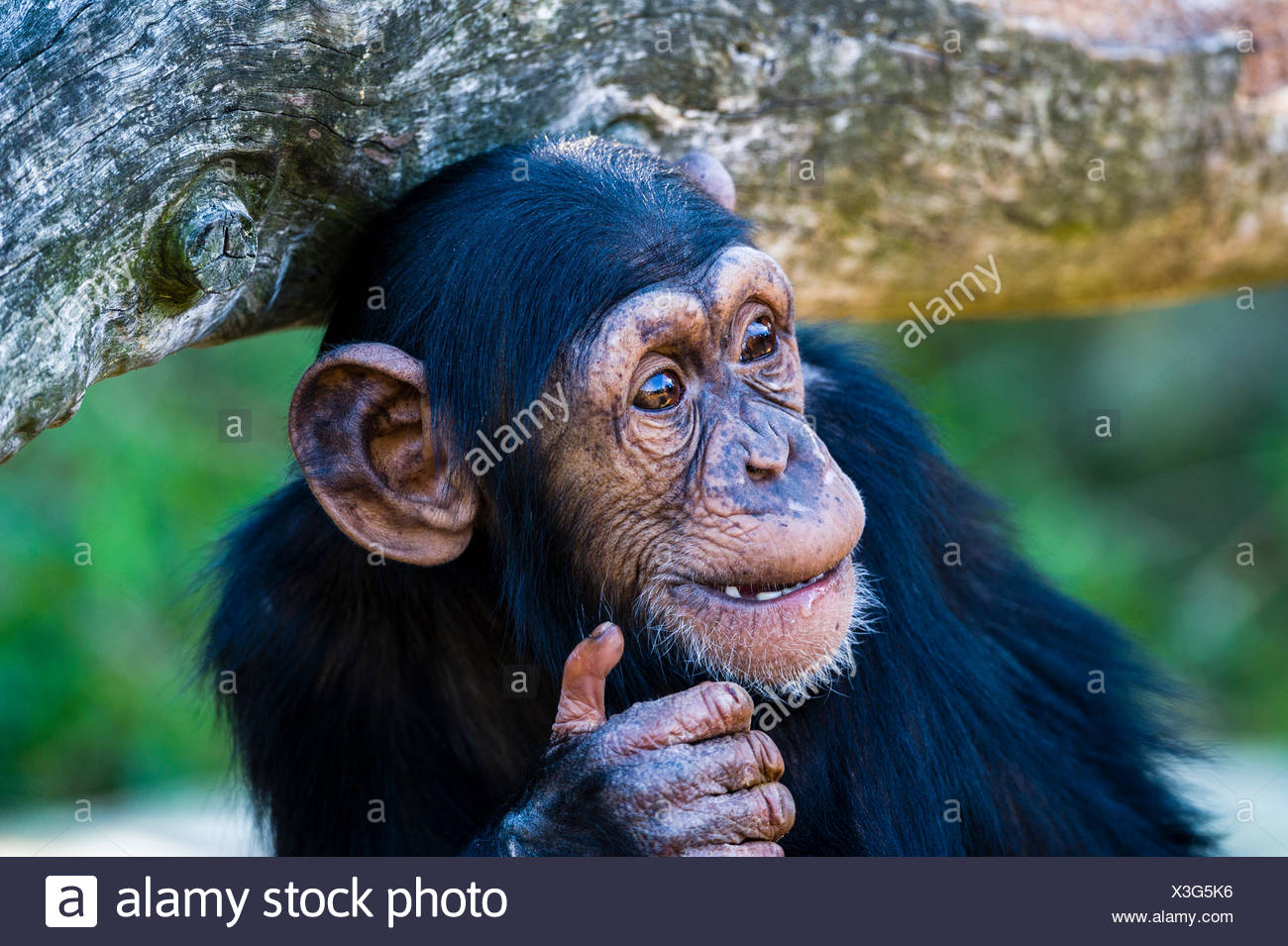 Wild Chimpanzee Smiling Stock Photos & Wild Chimpanzee Smiling Stock ...