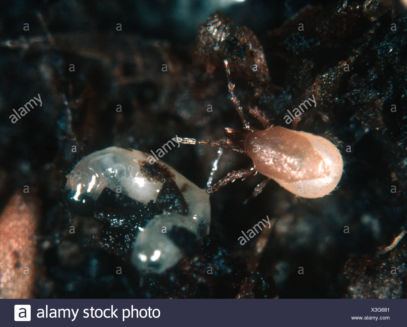 Fungus Gnat Predator High Resolution Stock Photography and Images - Alamy