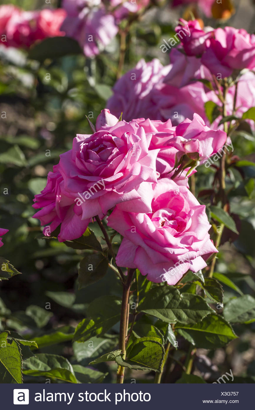 Eliza Rose High Resolution Stock Photography and Images - Alamy