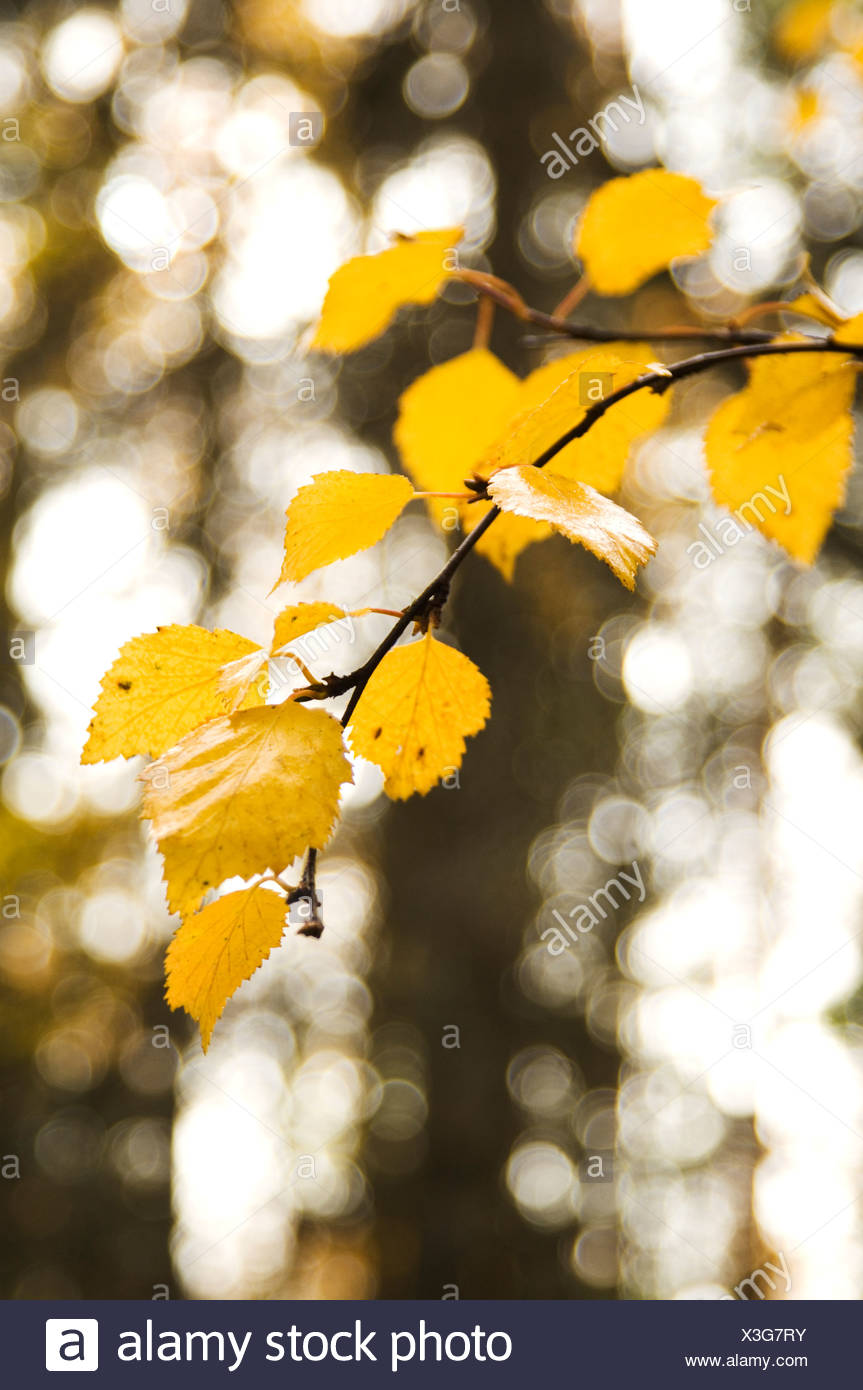 Autumn Birch Leaves Stock Photos & Autumn Birch Leaves Stock Images - Alamy