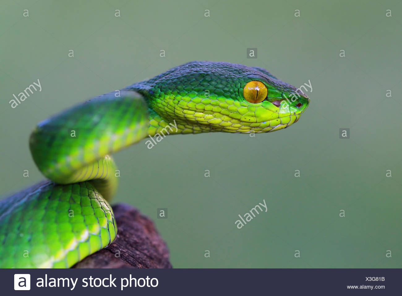 Side View Of A Viper Snake Head High Resolution Stock Photography and ...