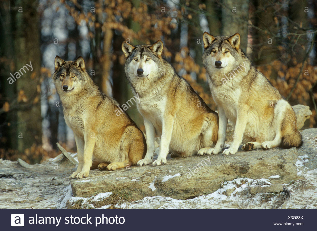 Wild Grey Wolf Sitting Snow High Resolution Stock Photography and ...