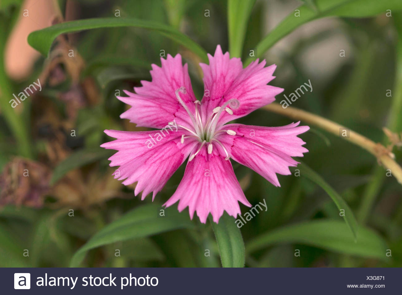 Dianthus Chinensis High Resolution Stock Photography and Images - Alamy