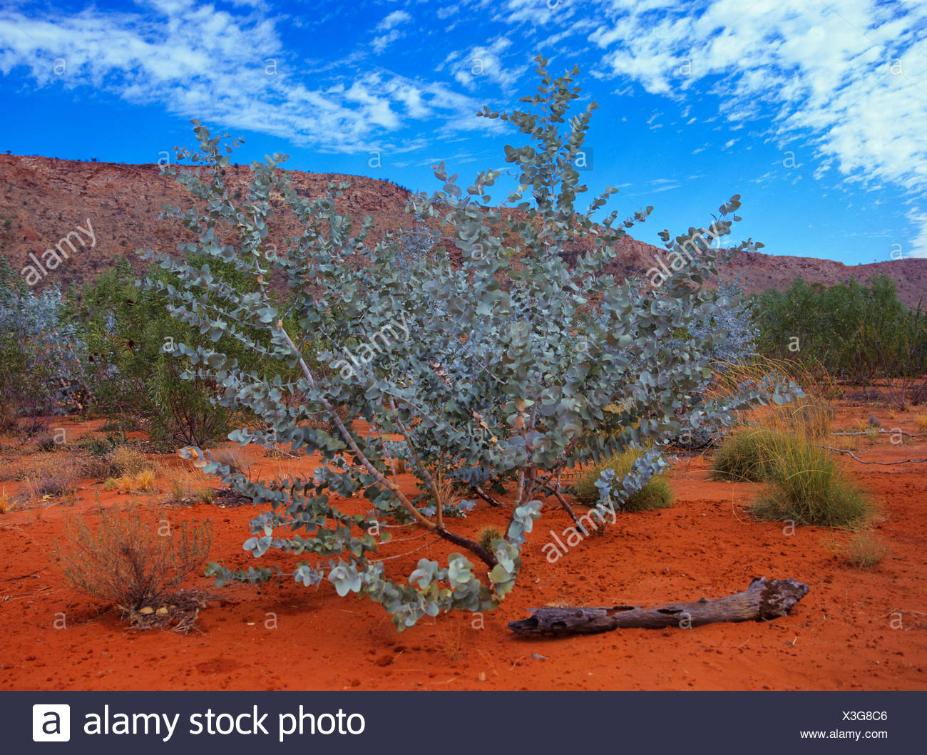 Mallee Trees Stock Photos & Mallee Trees Stock Images - Alamy