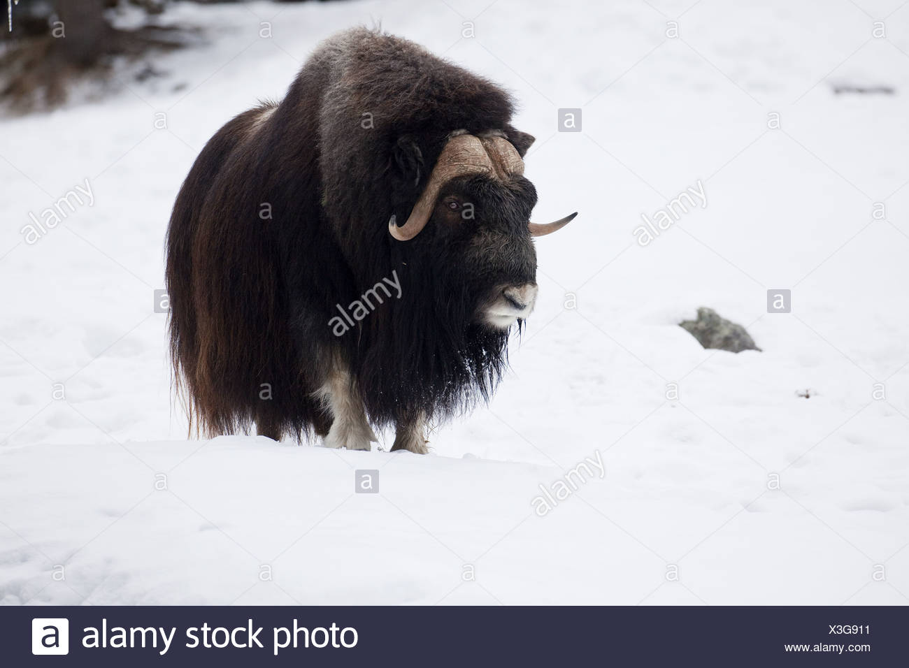 Moschustier High Resolution Stock Photography and Images - Alamy