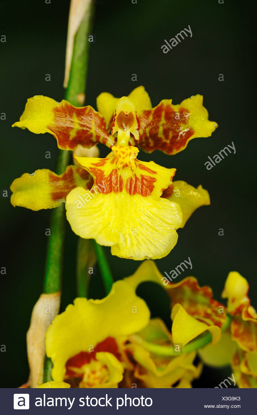 Popcorn Flower High Resolution Stock Photography and Images - Alamy