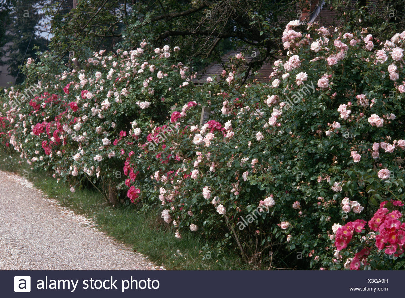 Rose Hedge High Resolution Stock Photography and Images - Alamy