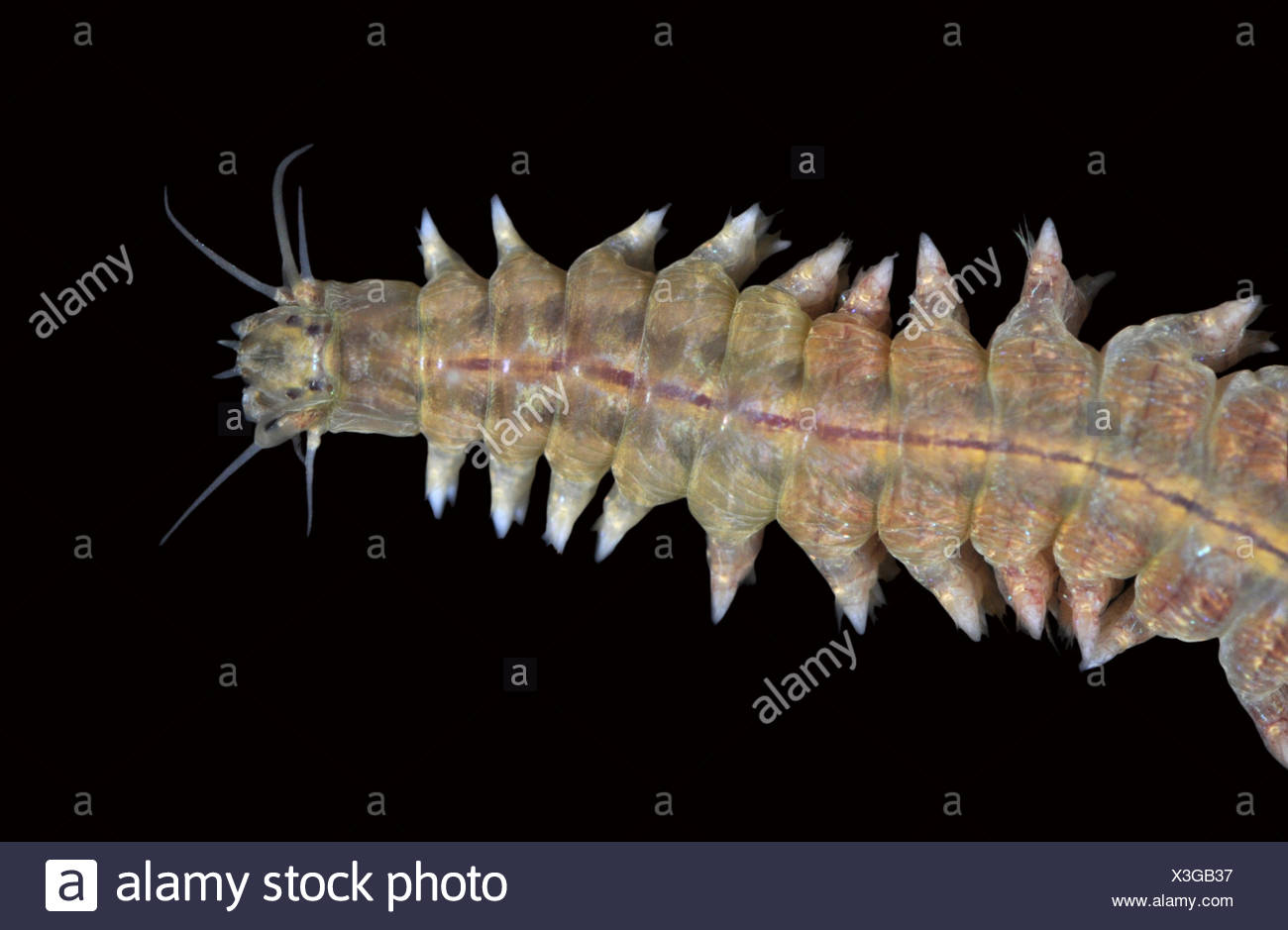 Ragworm High Resolution Stock Photography and Images - Alamy