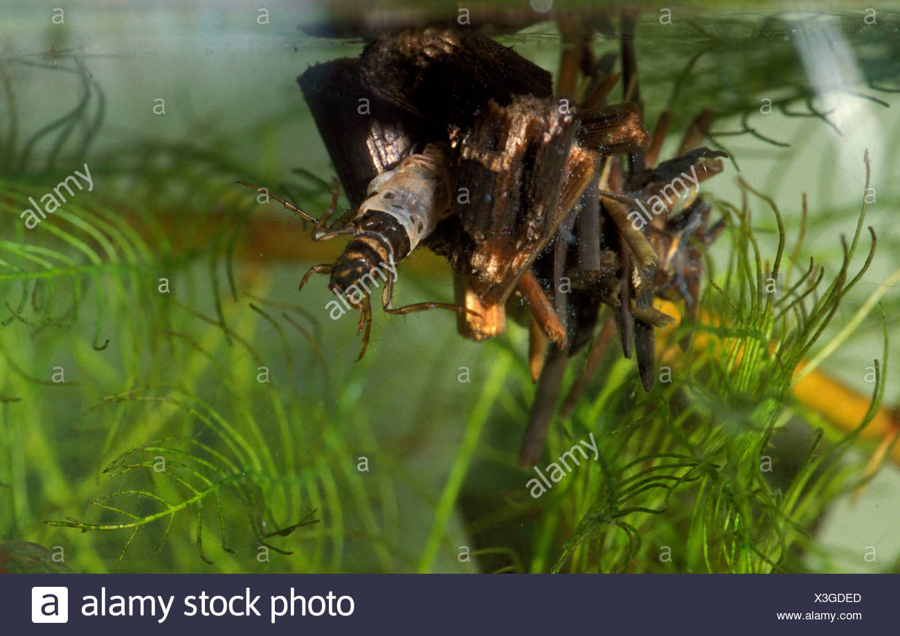 Fly Larvae Stock Photos & Fly Larvae Stock Images - Alamy