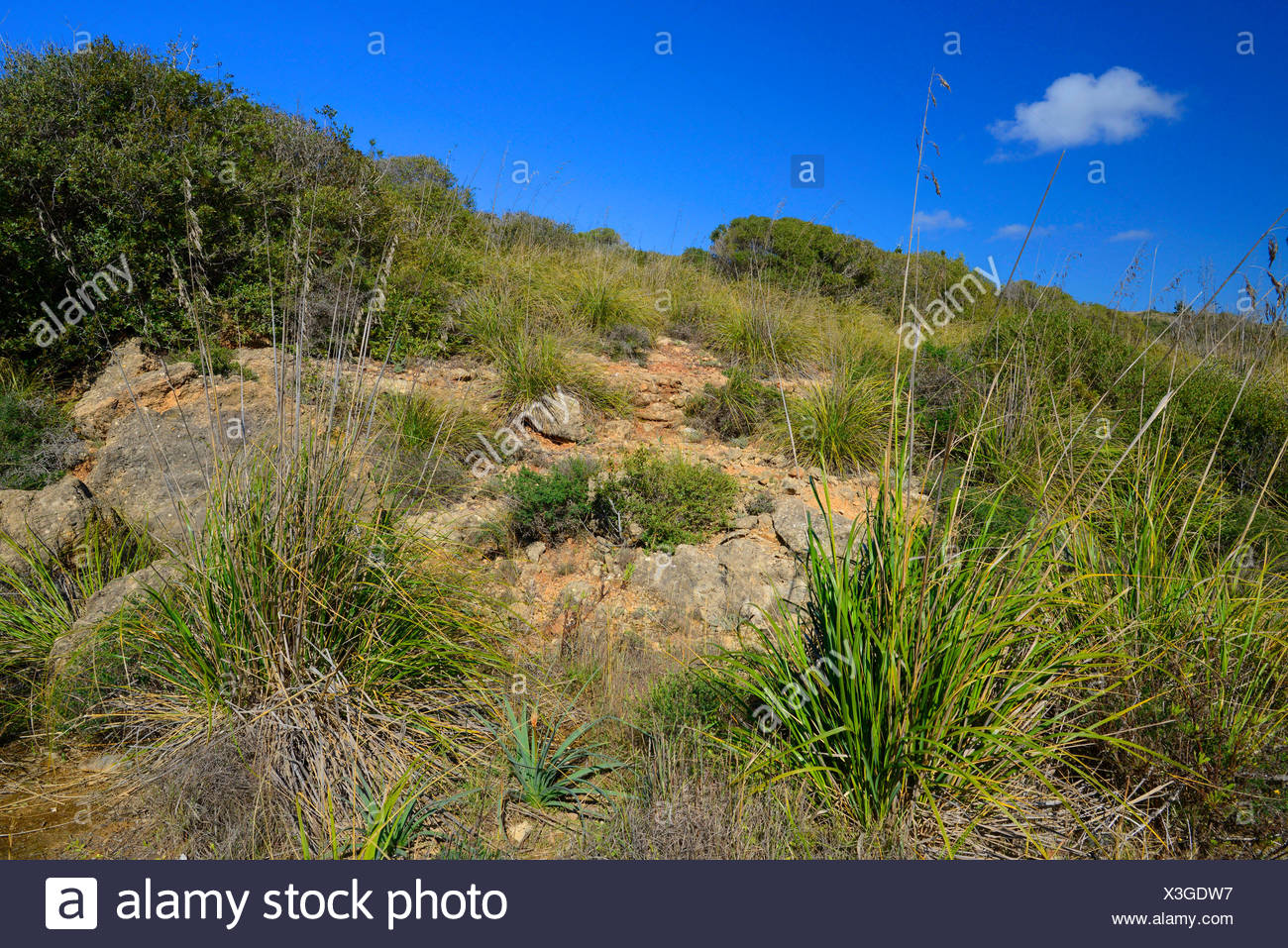 Garigue High Resolution Stock Photography and Images - Alamy