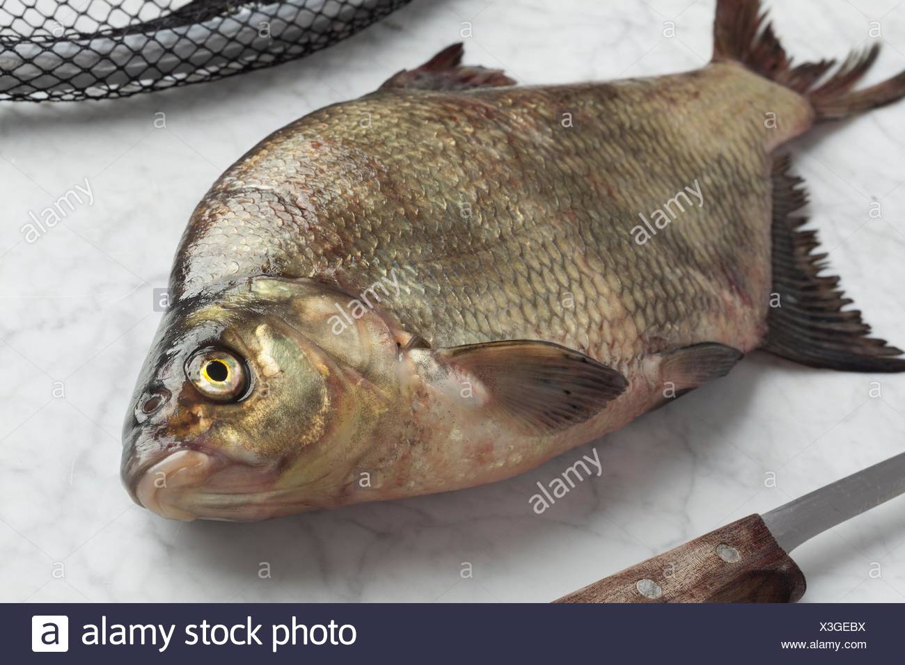 Freshwater Bream High Resolution Stock Photography and Images - Alamy