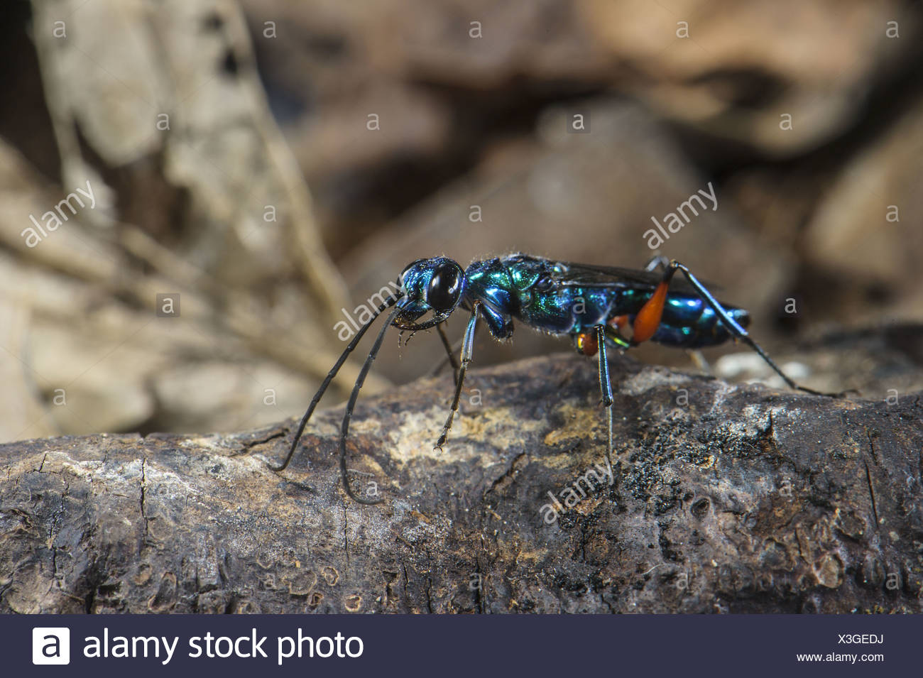 African Wasps High Resolution Stock Photography and Images - Alamy
