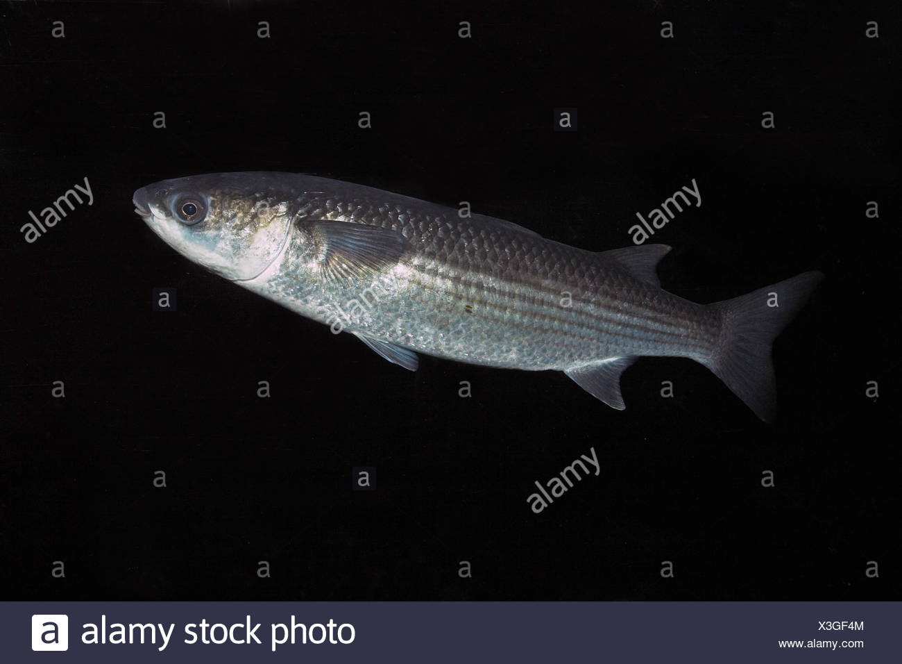 Thicklip Grey Mullet High Resolution Stock Photography and Images - Alamy