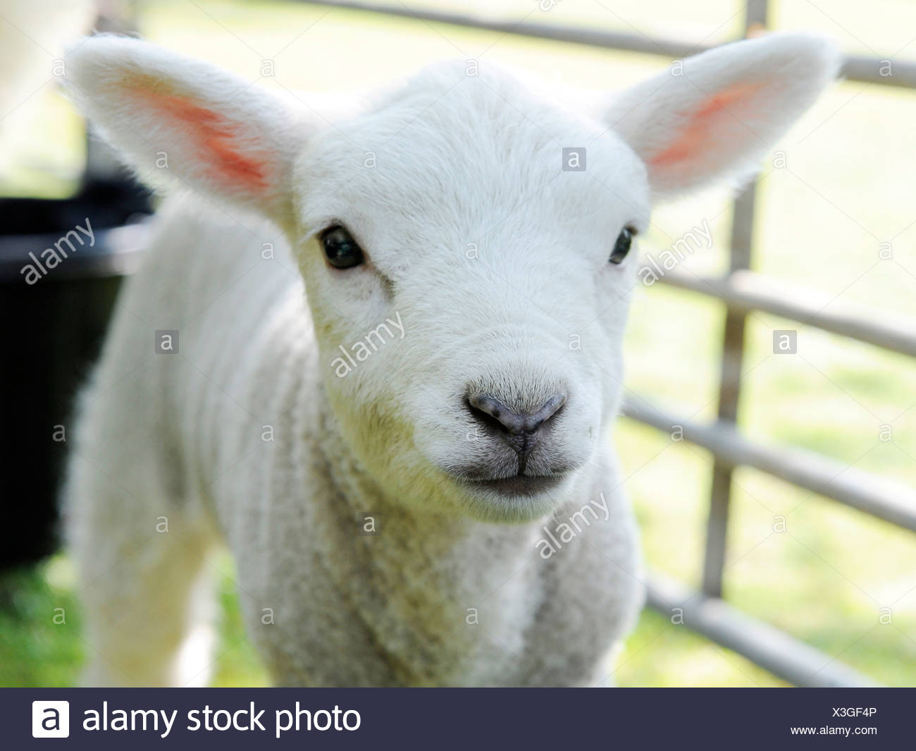 Baby_lamb High Resolution Stock Photography and Images - Alamy