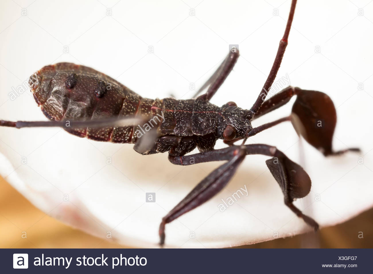 Heteroptera High Resolution Stock Photography and Images - Alamy