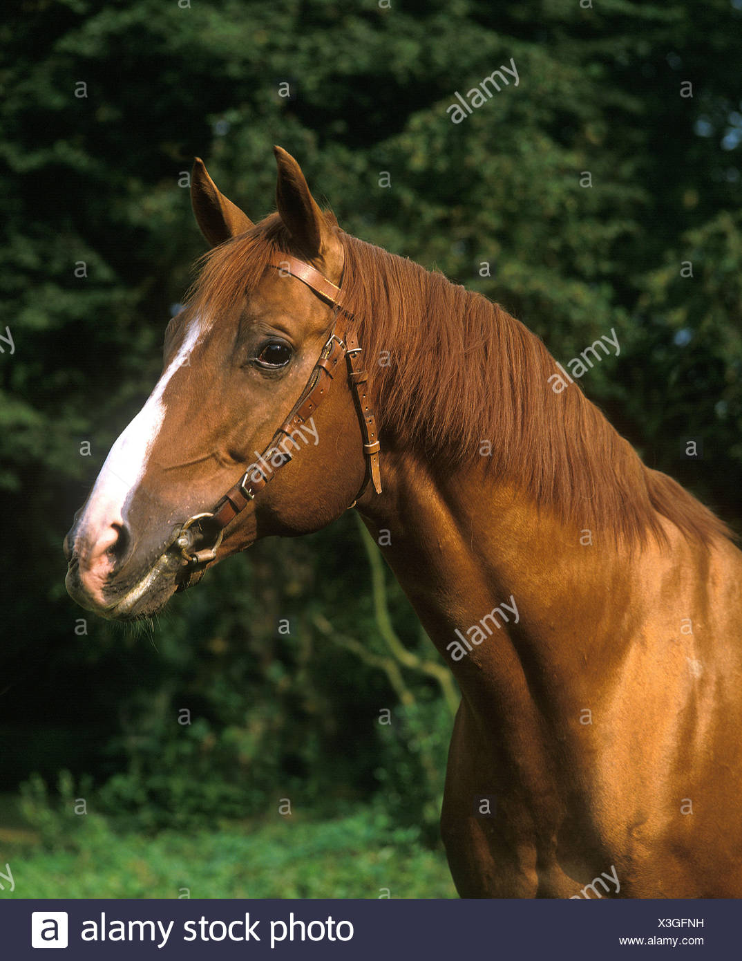 Anglo Arab High Resolution Stock Photography and Images - Alamy