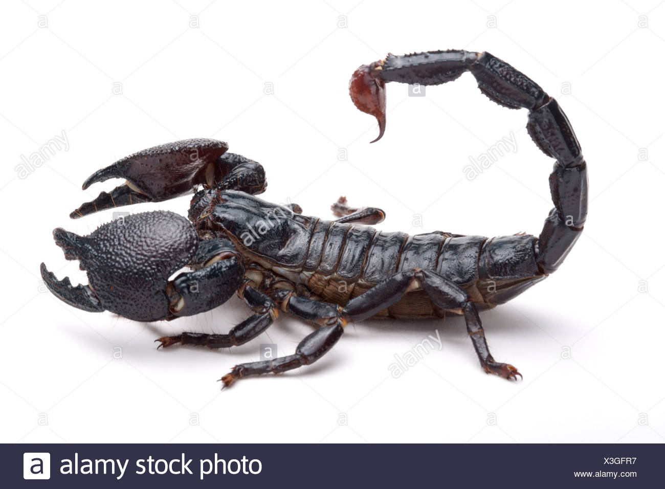 Scorpion Close Up Stock Photos & Scorpion Close Up Stock Images - Alamy