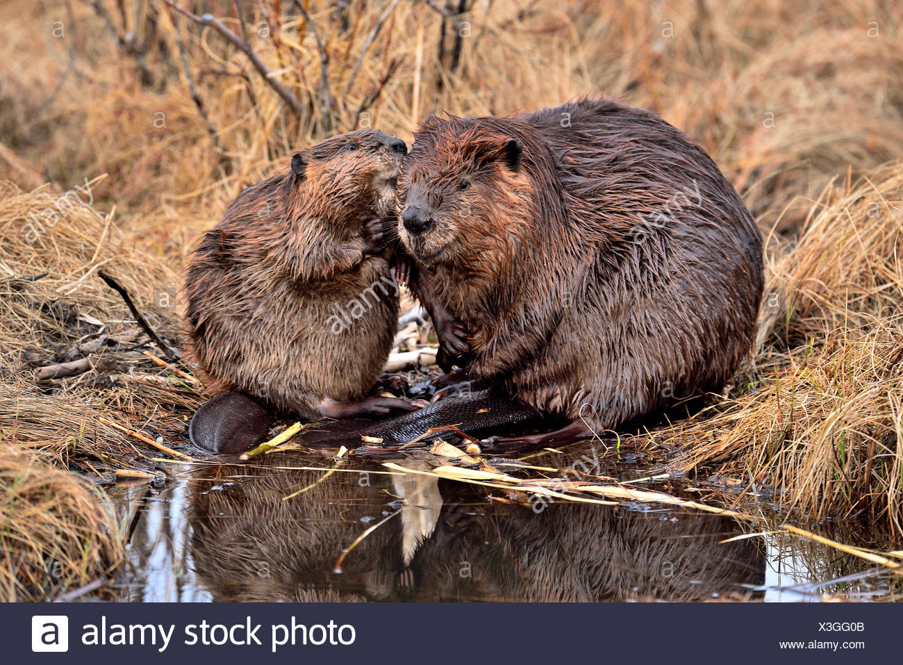 Two Beavers Stock Photos & Two Beavers Stock Images - Alamy