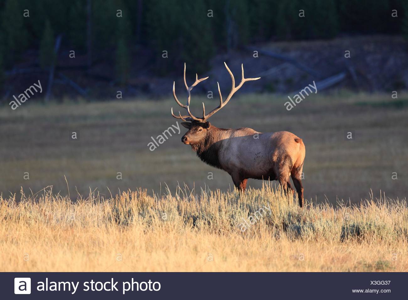 Wapitis High Resolution Stock Photography and Images - Alamy