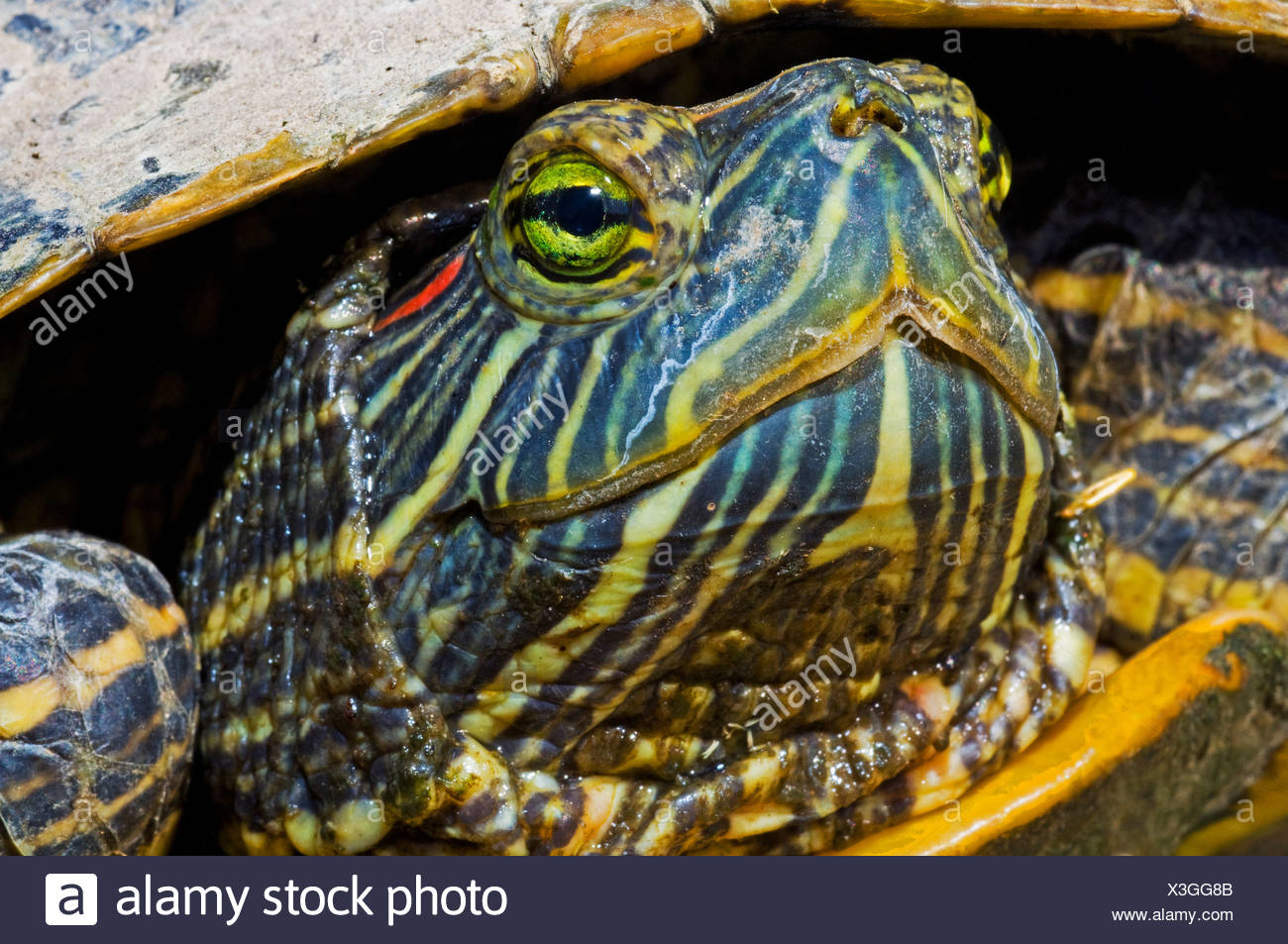 Slider Turtle Stock Photos & Slider Turtle Stock Images - Alamy
