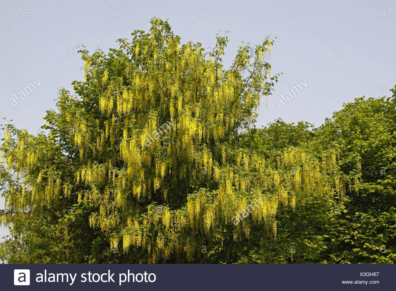 Laburnum Alpinum High Resolution Stock Photography and Images - Alamy