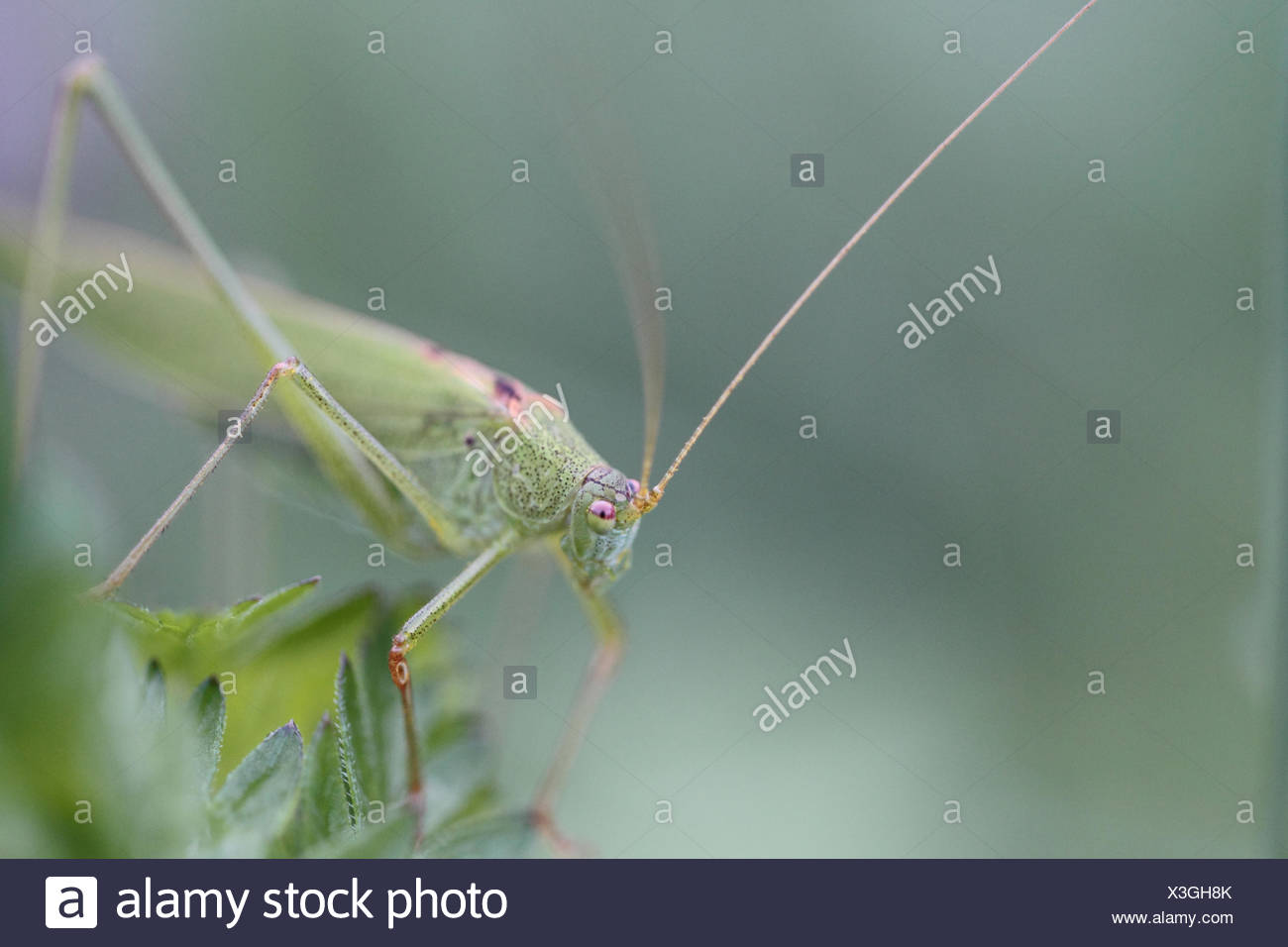 Katydid Stock Photos & Katydid Stock Images - Alamy