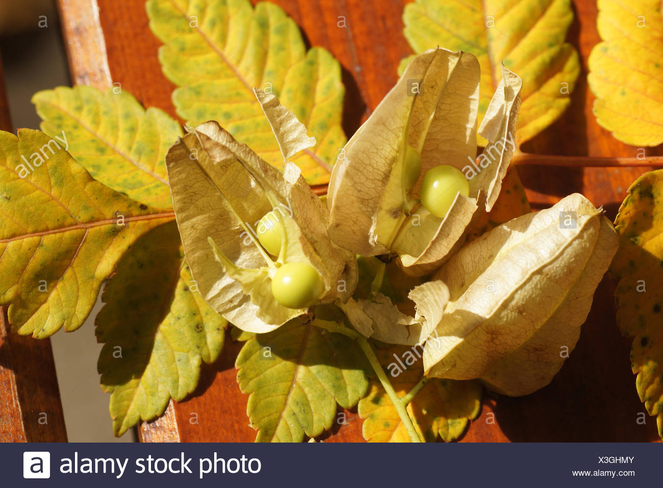 China Tree Varnish Tree Golden Rain Tree Pride Of India High Resolution ...