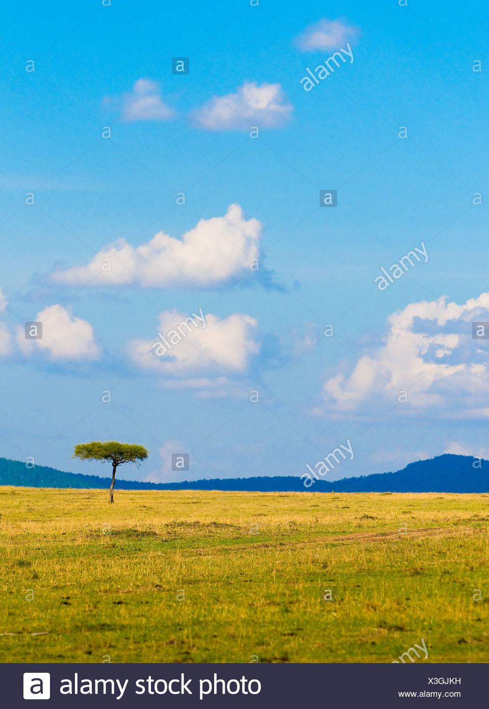 Acacia Tree In The Savannah High Resolution Stock Photography and ...