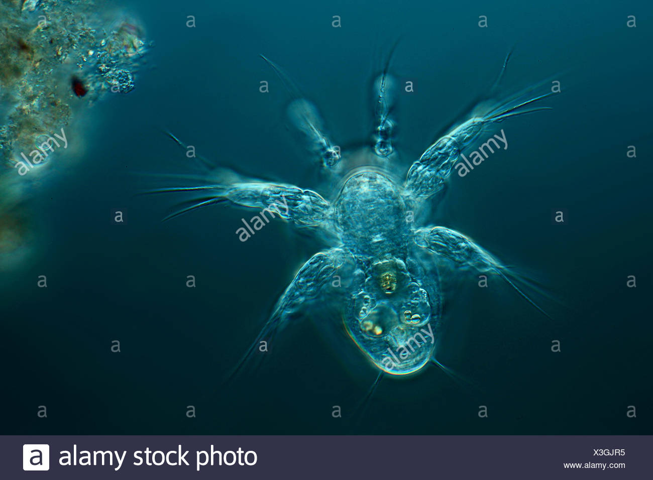 Nauplius Larva High Resolution Stock Photography and Images - Alamy