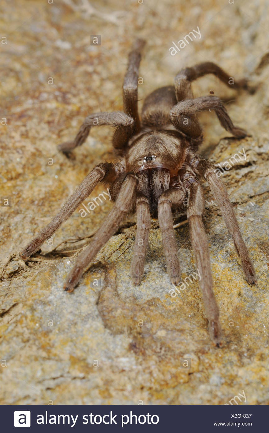 Sicily Spiders High Resolution Stock Photography and Images - Alamy